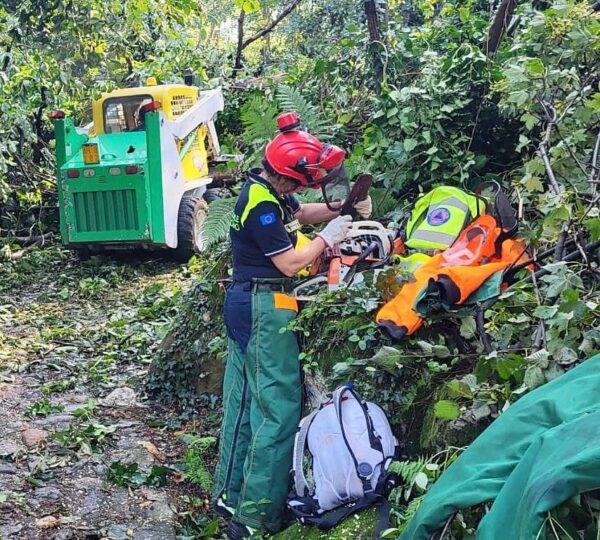 Piante cadute sul Monte Goj, l’intervento della Protezione Civile ...