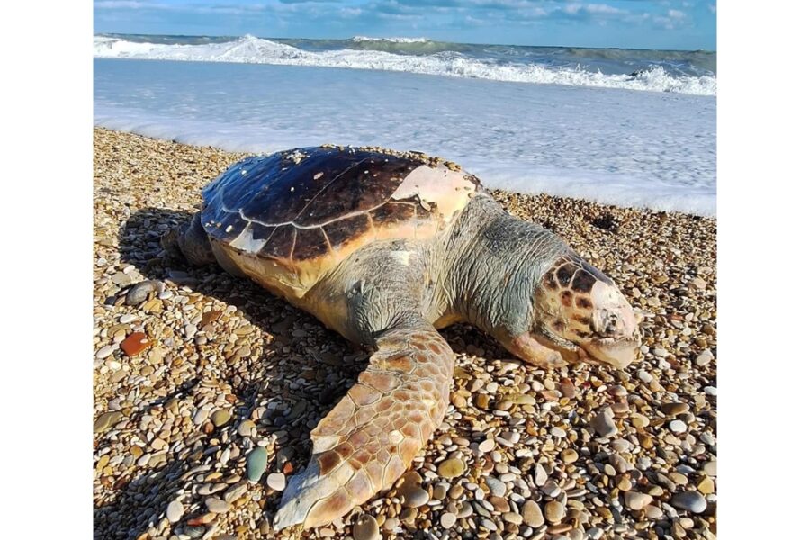 l'Italian Turtle Day, Plastic Free libera le tartarughe - EspansioneTv